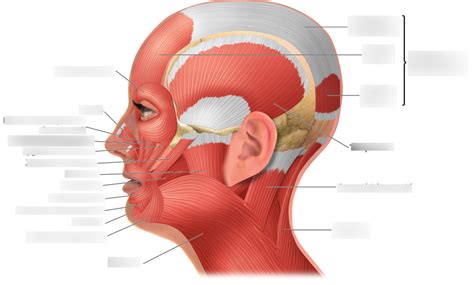 Muscles Of The Head And Neck Lateral View Of The Left Side Diagram