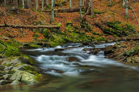 태고의 숲에서가 Bieszczady 산입니다 Rzeka 스트림입니다 Bieszczady 국립 공원 0명에 대한 스톡 사진 및