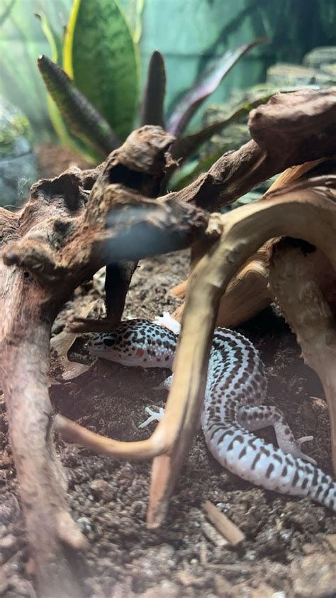 Sneaky Lil Fucker R Leopardgeckos