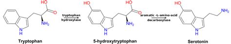 L Tryptophan For Sleep Supplements In Review