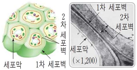 세포벽성분형성순서 중층펙틴 → 1차세포벽 → 2차세포벽 리그닌 네이버 블로그