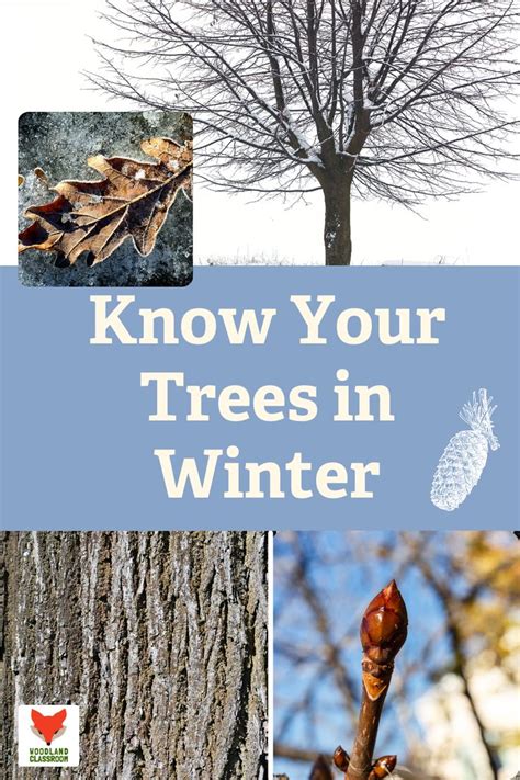 Identify Trees In Winter Tree Identification Winter Trees Tree Id