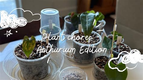Plant Chores Anthurium Edition YouTube