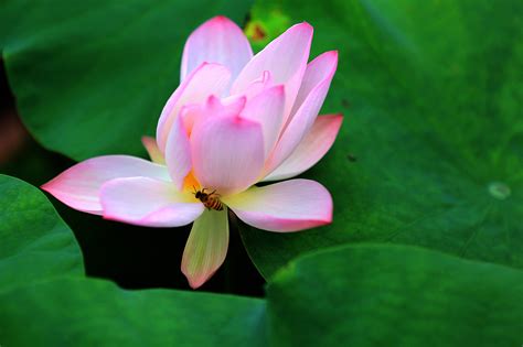 【玉蕊丝丝溢芳馨，仙葩瓣瓣不染尘。摄影图片】生态摄影清晨山峦太平洋电脑网摄影部落
