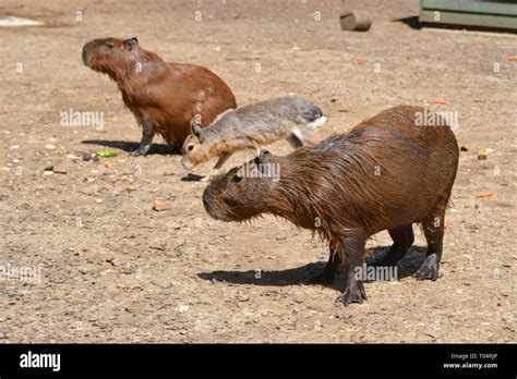 Capybaras With A Patagonian Mara At Tropical Wings Zoo Chelmsford
