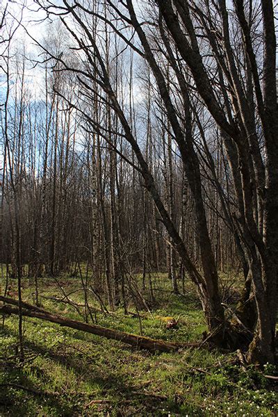 Hiking Trails Of Helsinki Region Espoonlahti Nature Conservation Area