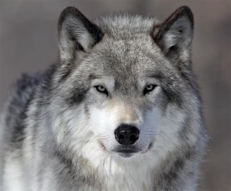 Why Is The Endangered Gray Wolf