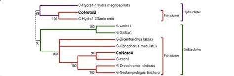 Nj Bootstrap Consensus Tree For Copia Based On The Rtrh Amino Acid