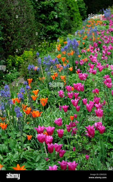 Spring Border Bed Hot Colours Colors Perennial Flowering Bulbs Tulips