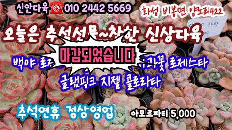 오늘은 신상다육들이 참~ 예쁘네요 착한가격은 기본 보름달셋트18종구매시 선물까지 드려요 빛감부터 남다른 오늘다육소개 Youtube