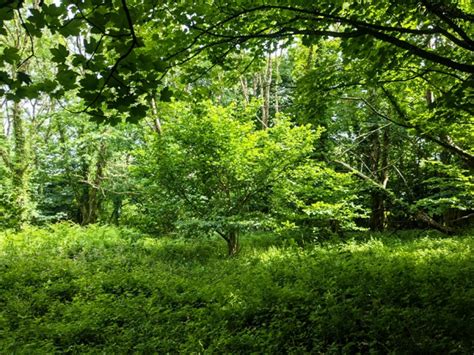 Iris Wood Particulars