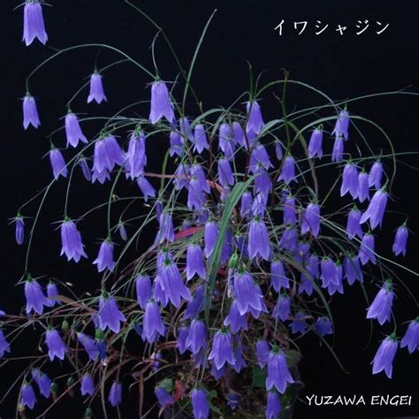 山野草 イワシャジン adenophora takedae 湯沢園芸 通販 Yahoo ショッピング