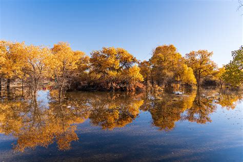 Yellow Leaves Of Populus Euphratica Forest In Jinta Jiuquan Picture And Hd Photos Free