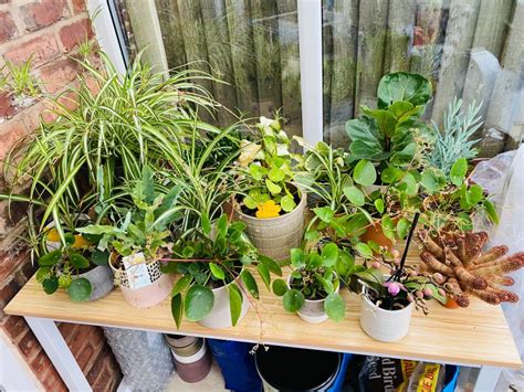 Dr Mark Edward On Linkedin Caring Plants Green Health Wellbeing
