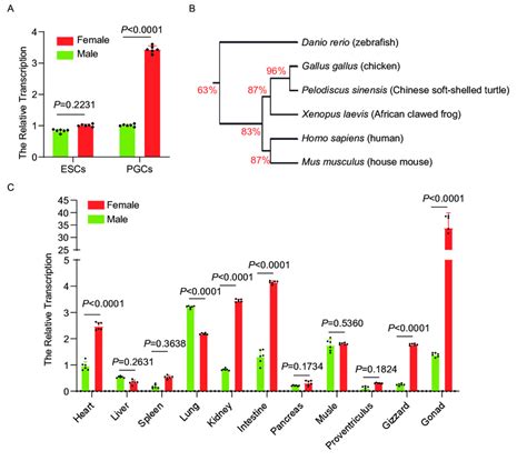 The Female Biased Expression Of Ube2i In Chicken Gallus Gallus A Download Scientific