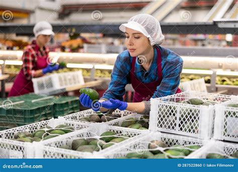 Woman In Uniform During Sorting At Warehouse At Avocado Factory Stock
