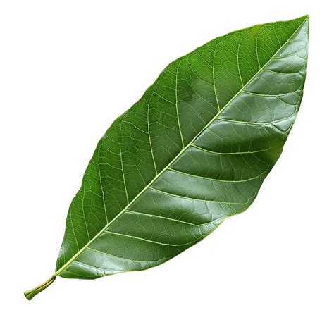 Mango Leaf Png Free Download Rose Png
