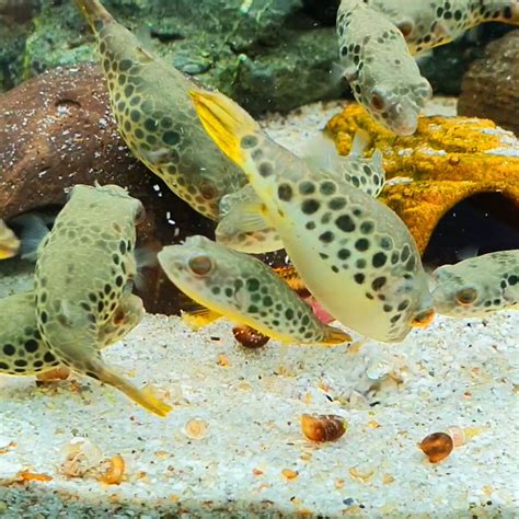 Spotted Congo Puffer Tetraodon Schoutedeni Live Freshwater 59 Off