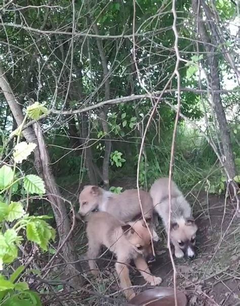 кученца търсят дом Кучета Обяви за осиновяване