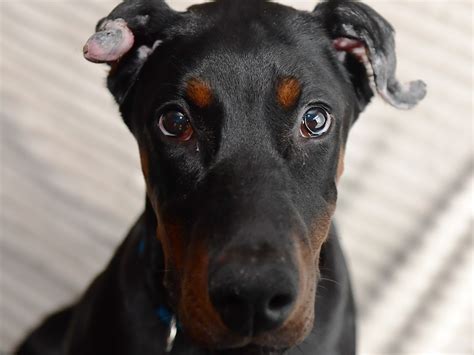 Doberman Ear Cropping Gone Wrong