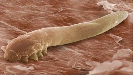 Explained Why Mites That Have Sex On Our Faces At Night Could Go Extinct And Why Thats A Bad Thing