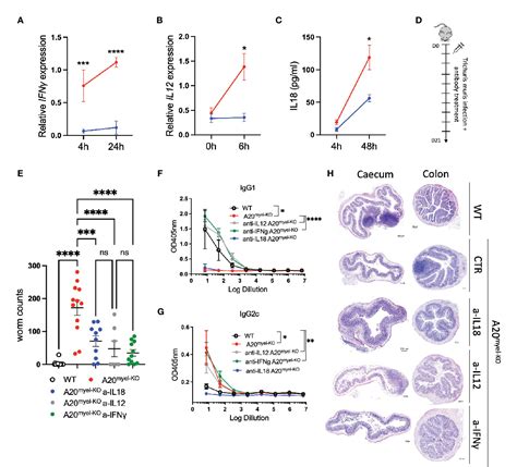 Figure 5 From Myeloid A20 Is Critical For Alternative Macrophage Polarization And Type 2 Immune