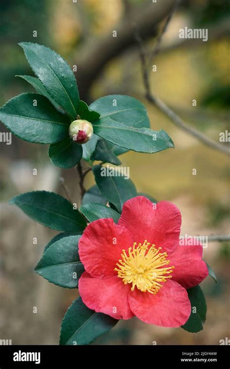Yuletide Camellia Camellia Sasanqua Yuletide Known As Camellia X Vernalis Yuletide Also