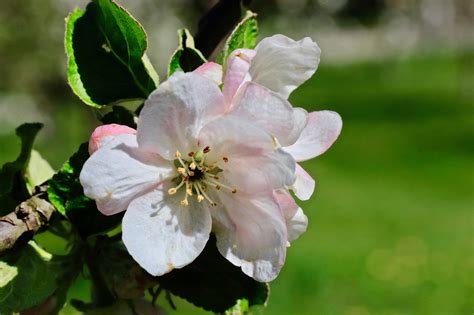 Flor Primavera Natureza Foto Gratuita No Pixabay Pixabay