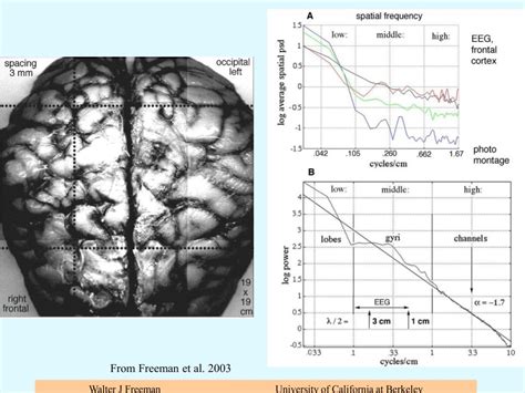 Ppt Tutorial On Spatial Analysis Of Human Eeg Powerpoint Presentation Id199055