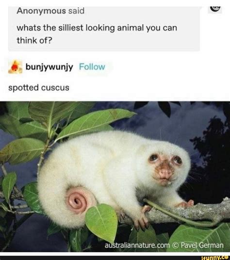 Cuscus Memes Best Collection Of Funny Cuscus Pictures On Ifunny