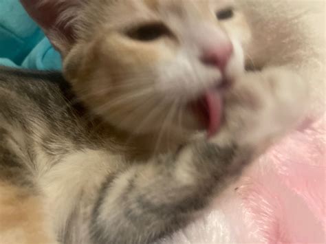 Sillymultifandomgirly On Tumblr Sillymultifandomgirly On Tumblr