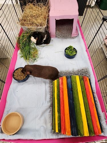 Caring For Guinea Pigs Spca New Zealand