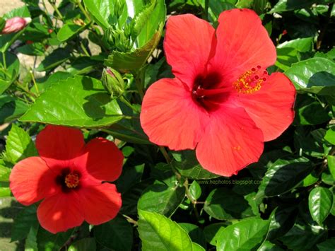 Leo Peo Top 10 Holi Herbal Colors At Home