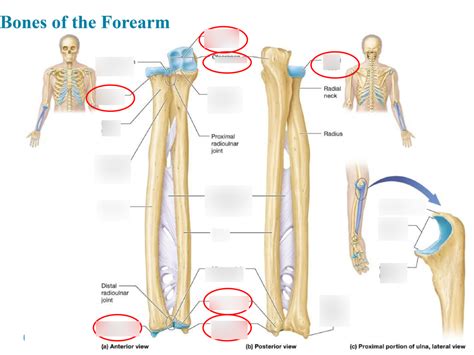 Radius And Ulna Diagram Quizlet