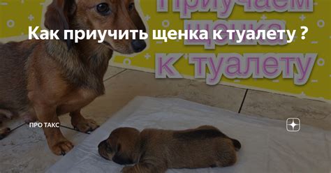 Как приучить щенка к туалету Семья и Хвостики Дзен