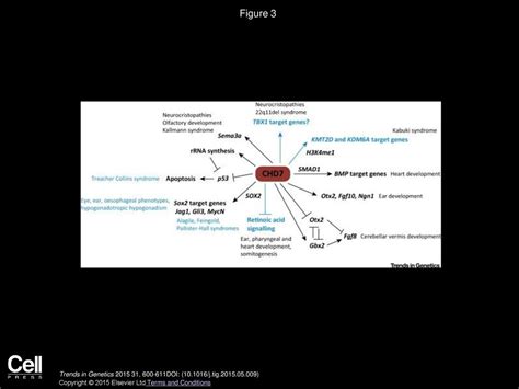 M Albert Basson Conny Van Ravenswaaij Arts Trends In Genetics Ppt