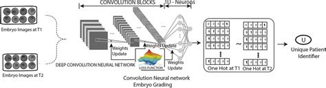 Schematic Of The Use Of Convolutional Neural Networks To Develop A Download Scientific Diagram