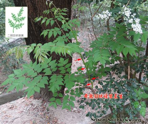 519 複羽葉欒樹tbc