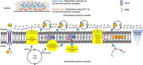 A Working Model For Extracellular And Intracellular Electron Transfer Download Scientific