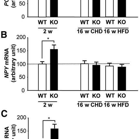 Pomc Npy And Agrp Mrna Expression In Hypothalamus Analyzed By Rt Pcr