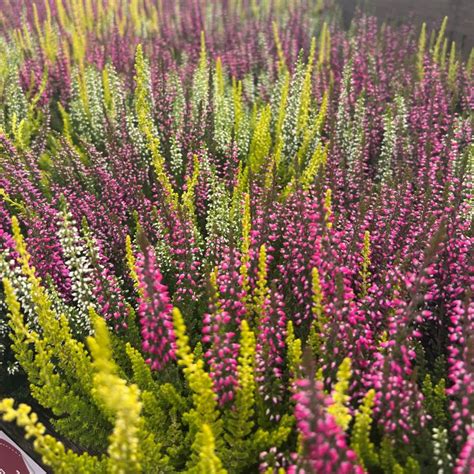 Calluna Vulgaris Beauty Ladies Trio 11cm Pot Coolings Garden Centre
