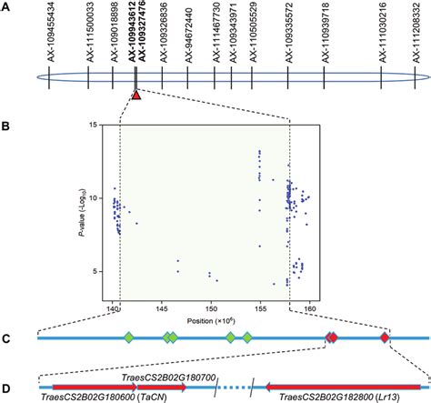Prediction And Validation Of Candidate Genes Associated With Leaf Rust