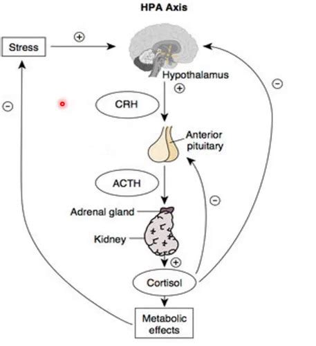 Glucocorticoids And The Stress Response Flashcards Quizlet