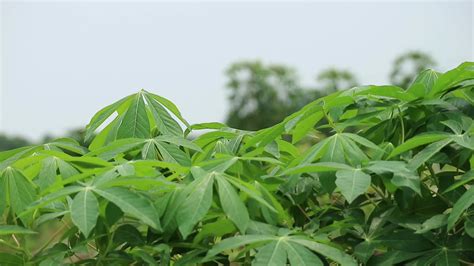 Footage Of Cassava Leaves Or Manihot Esculanta Crantz Swaying In The