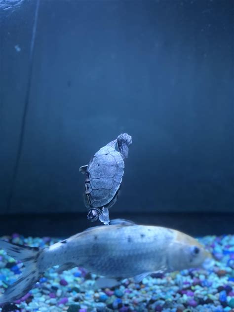 Toto Is The Definition Of Swag R Turtle
