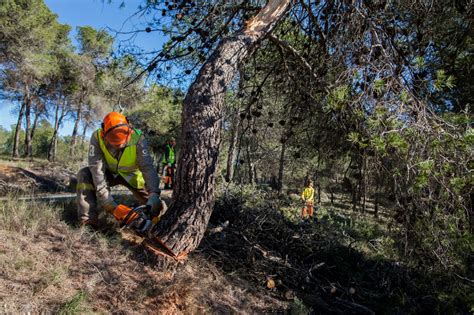 La Superficie Afectada Por Los Incendios Forestales En La Región Se