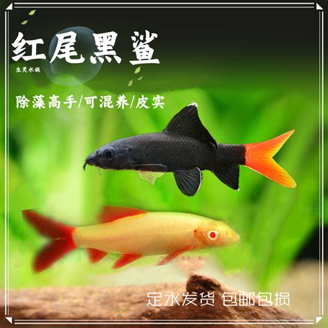 彩虹粉红鲨红尾黑鲨鱼小型观赏鲨淡水热带观赏鱼除藻清理残渣混养虎窝淘