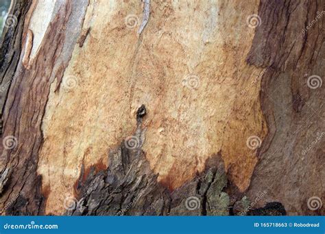 Bark Of The Trunk Of A Eucalyptus Tree Stock Image Image Of Nature Flora 165718663