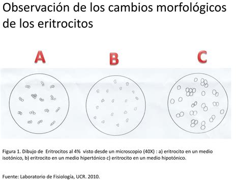 Ppt Ósmosis Y Permeabilidad En El Eritrocito Powerpoint Presentation