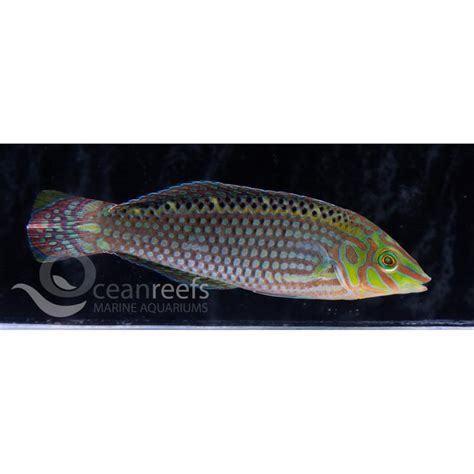 Argus Wrasse Buy Aquarium Fish